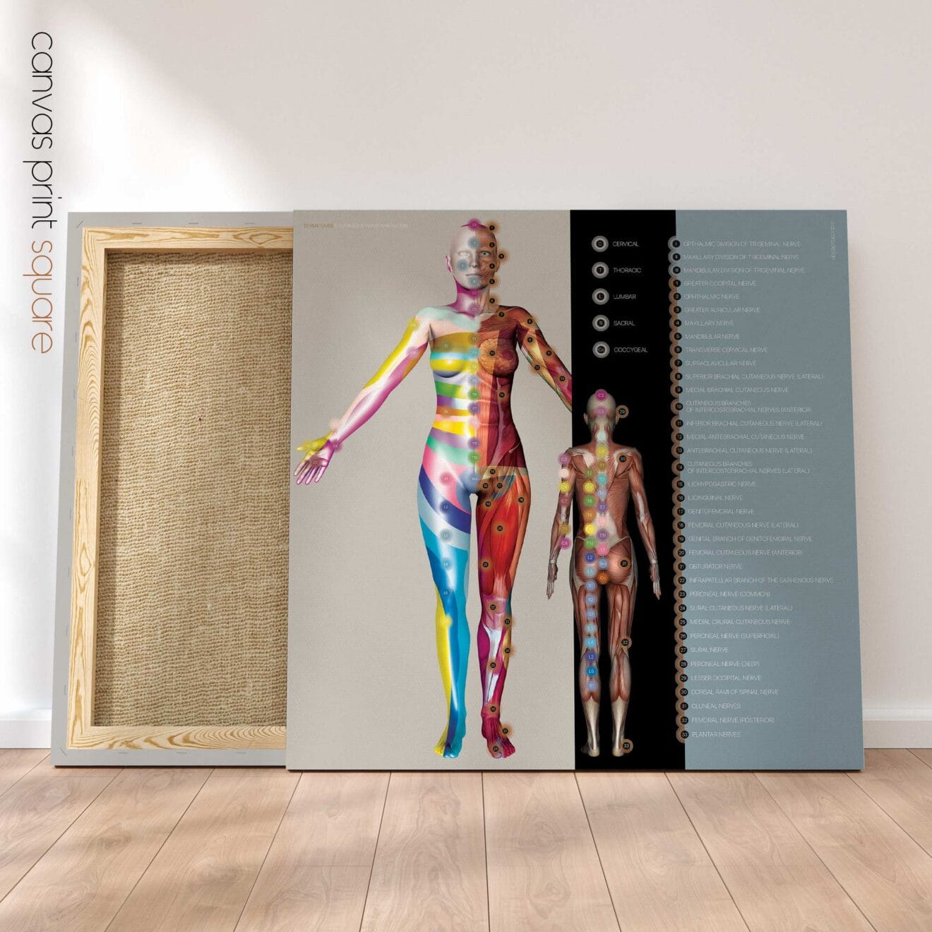 Dermatomes and Cutaneous Nerve Innervation » educare.design