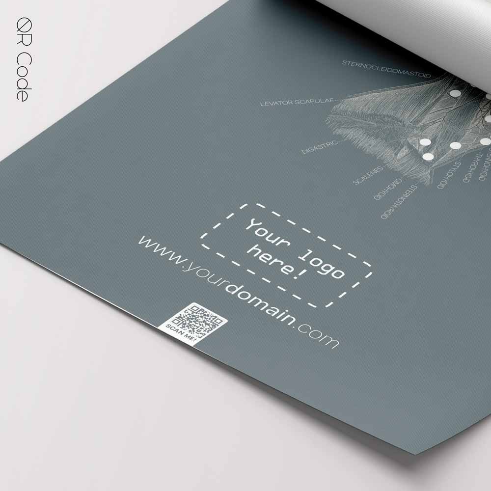 Neck Muscles, Lateral » educare.design