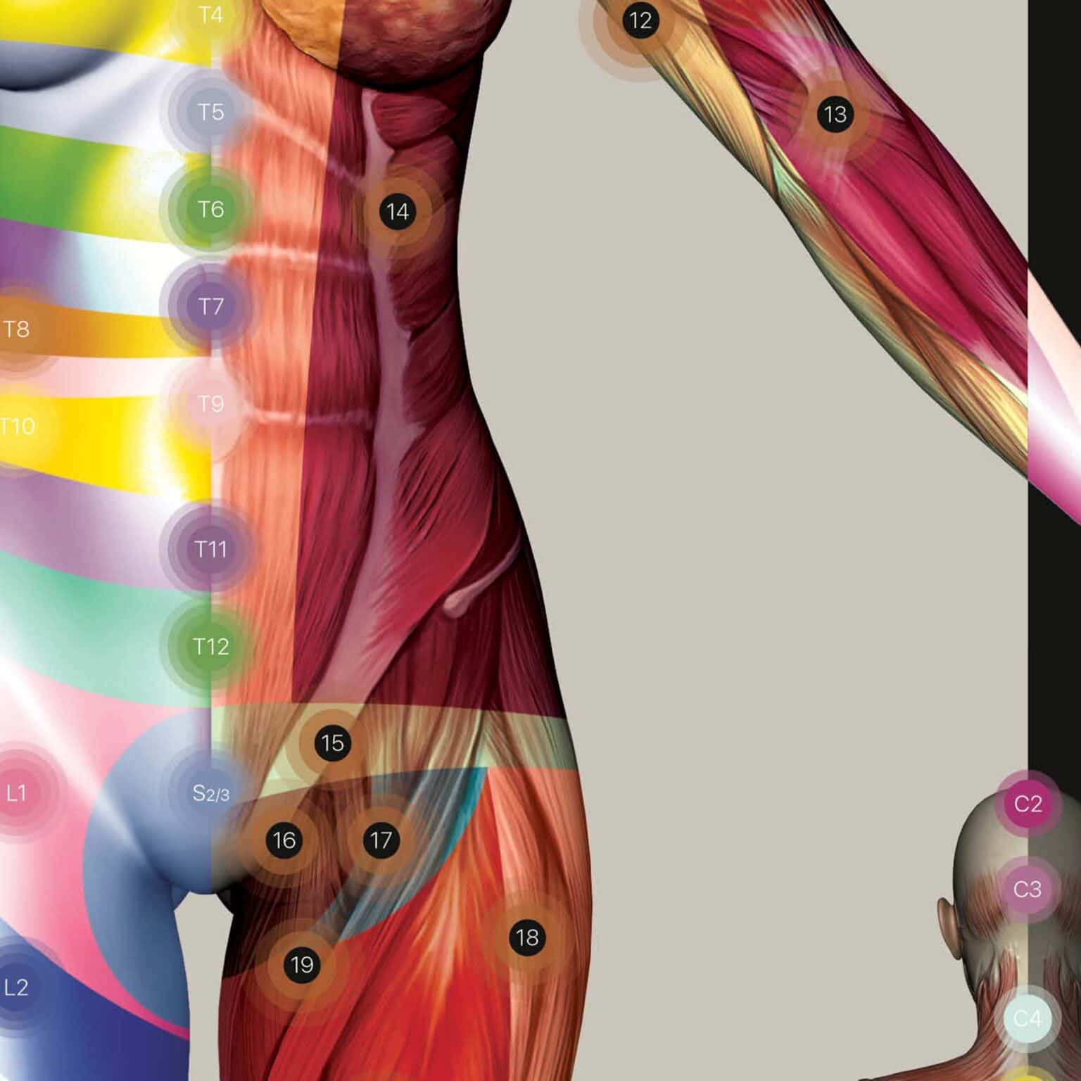 Dermatomes and Cutaneous Nerve Innervation » educare.design