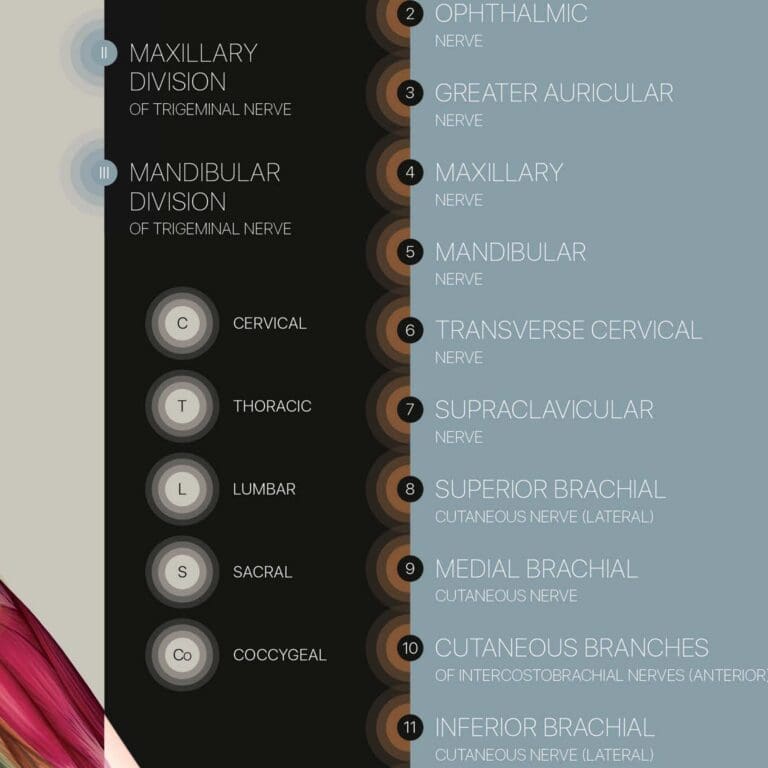 Dermatomes and Cutaneous Nerve Innervation » educare.design