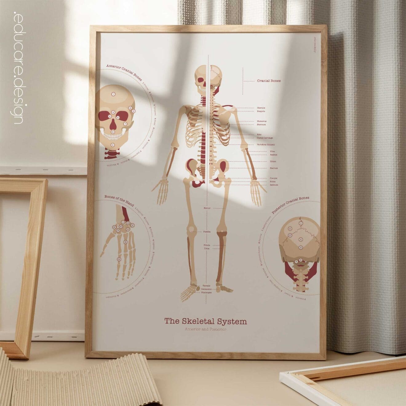 The Skeletal System » educare.design