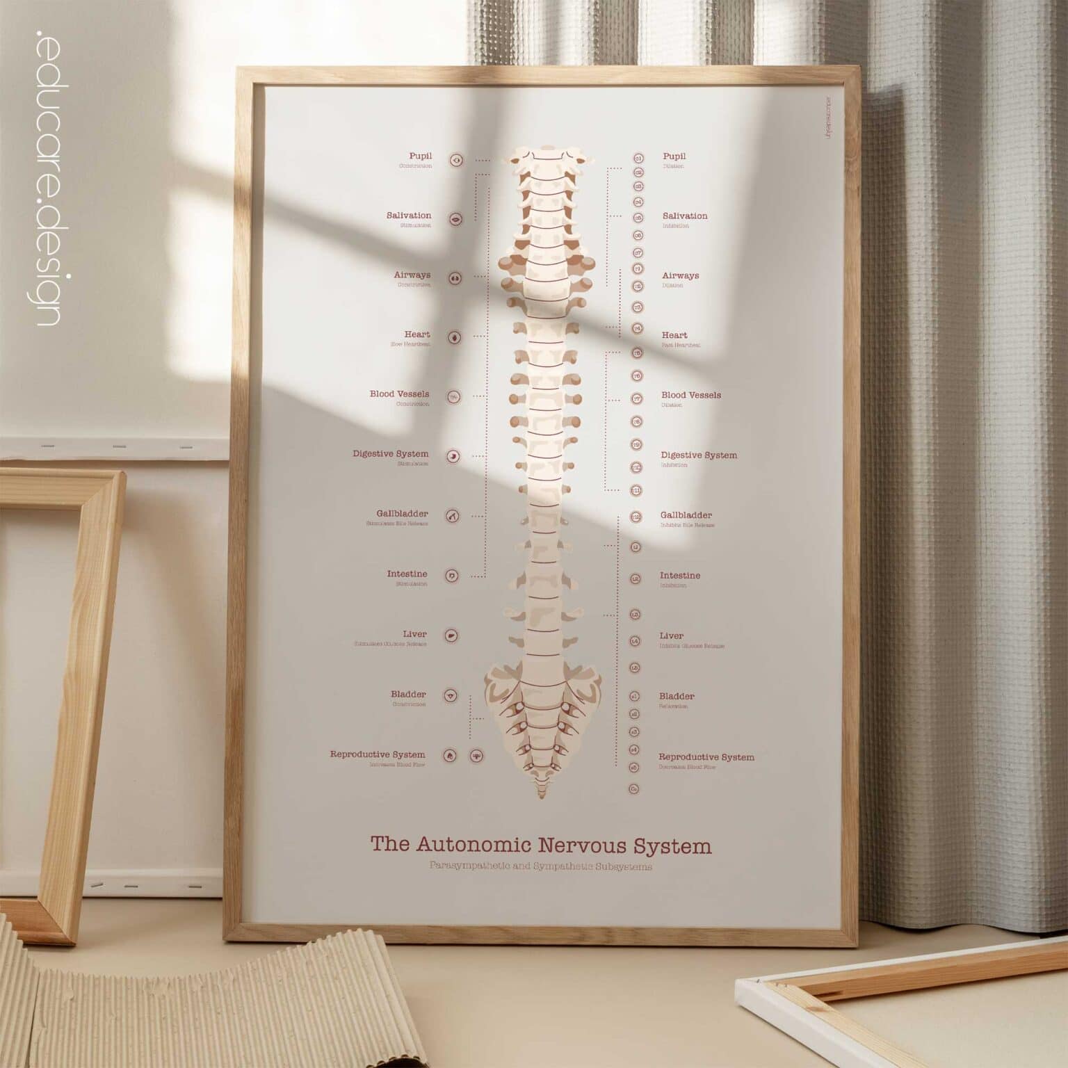 The Autonomic Nervous System Artwork » educare.design