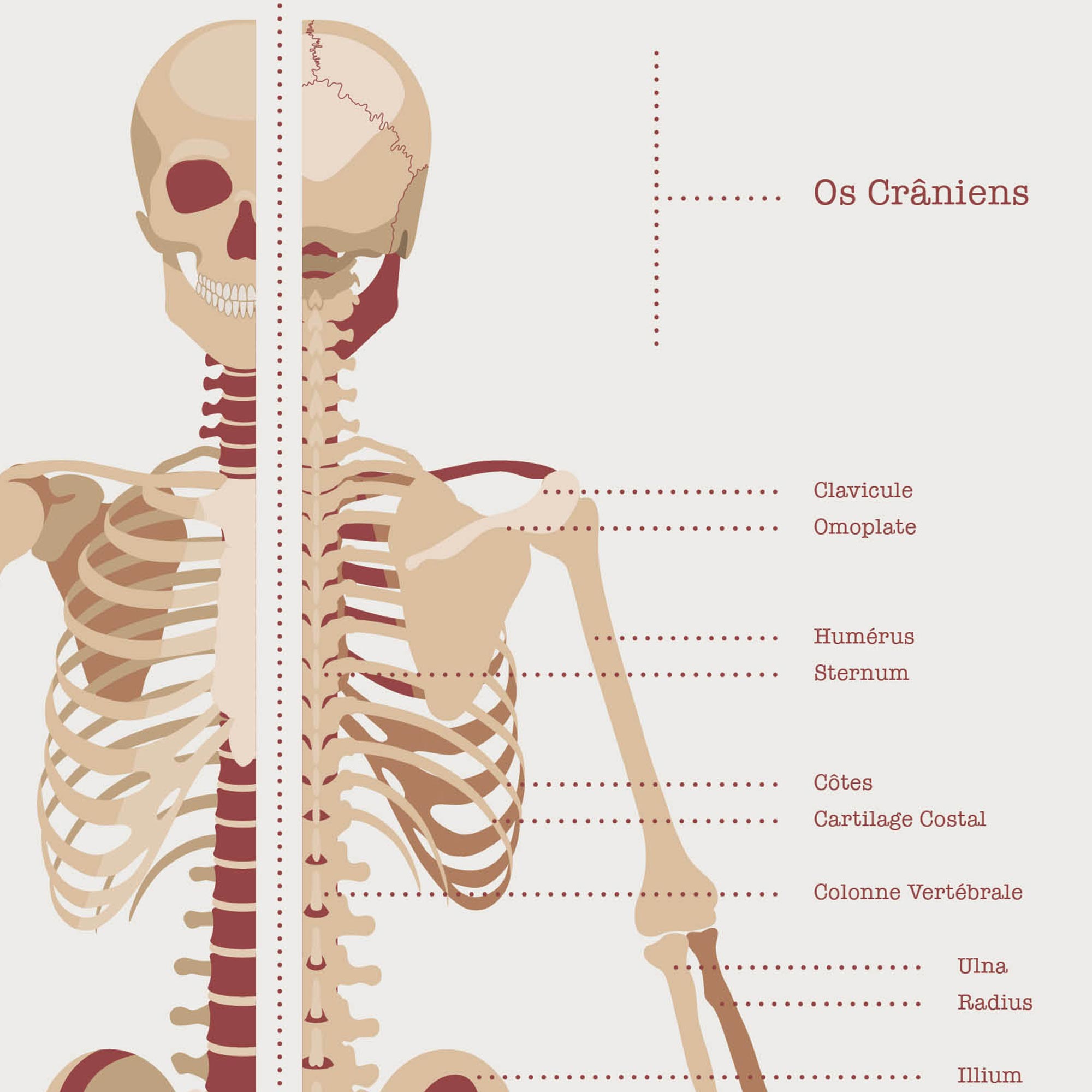 Le Système Squelettique » educare.design