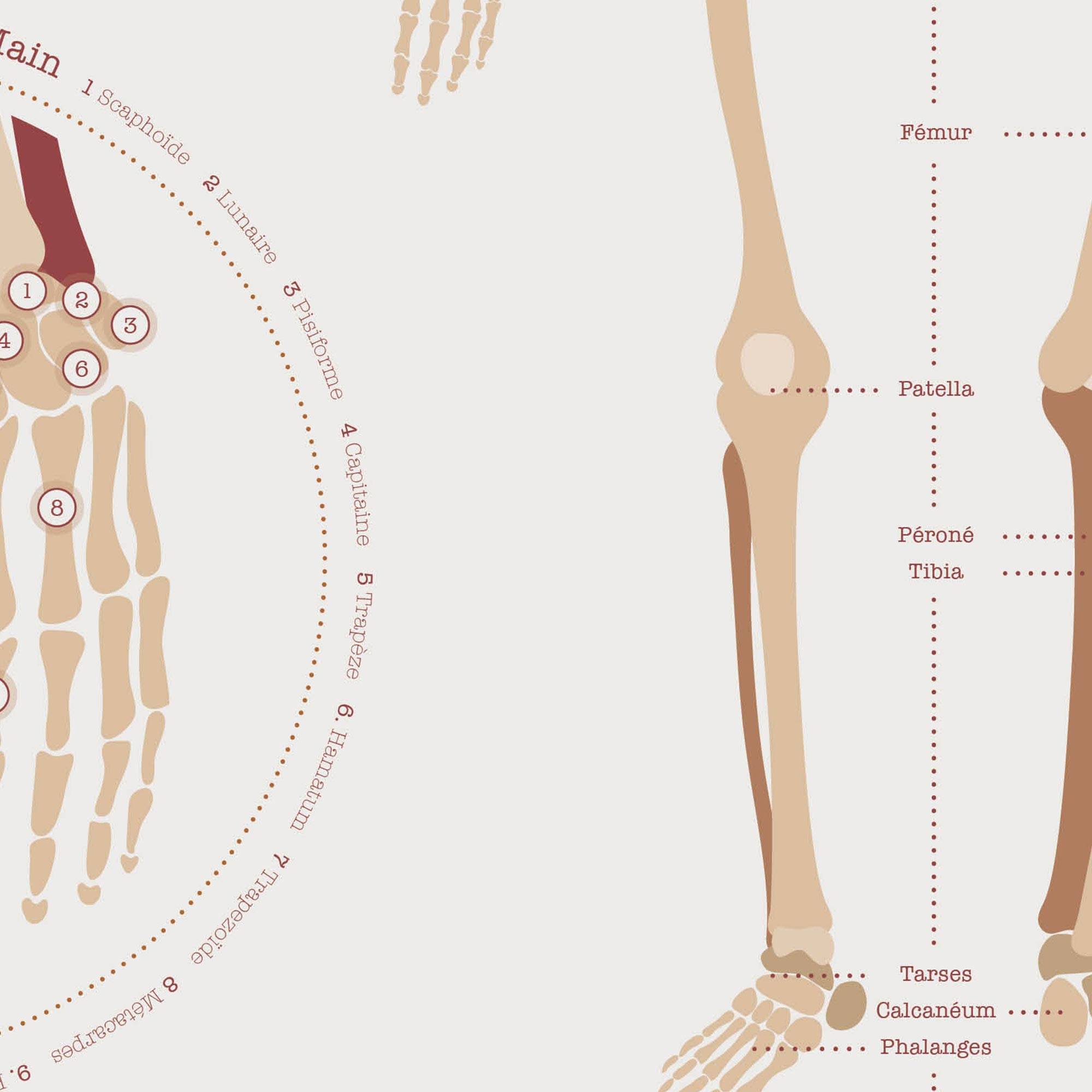Le Système Squelettique » educare.design