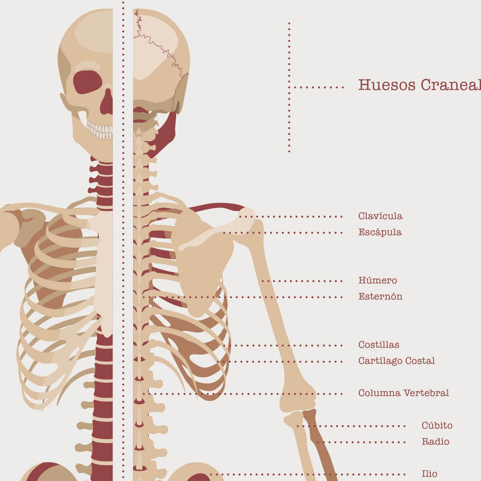 El Sistema Esquelético » educare.design