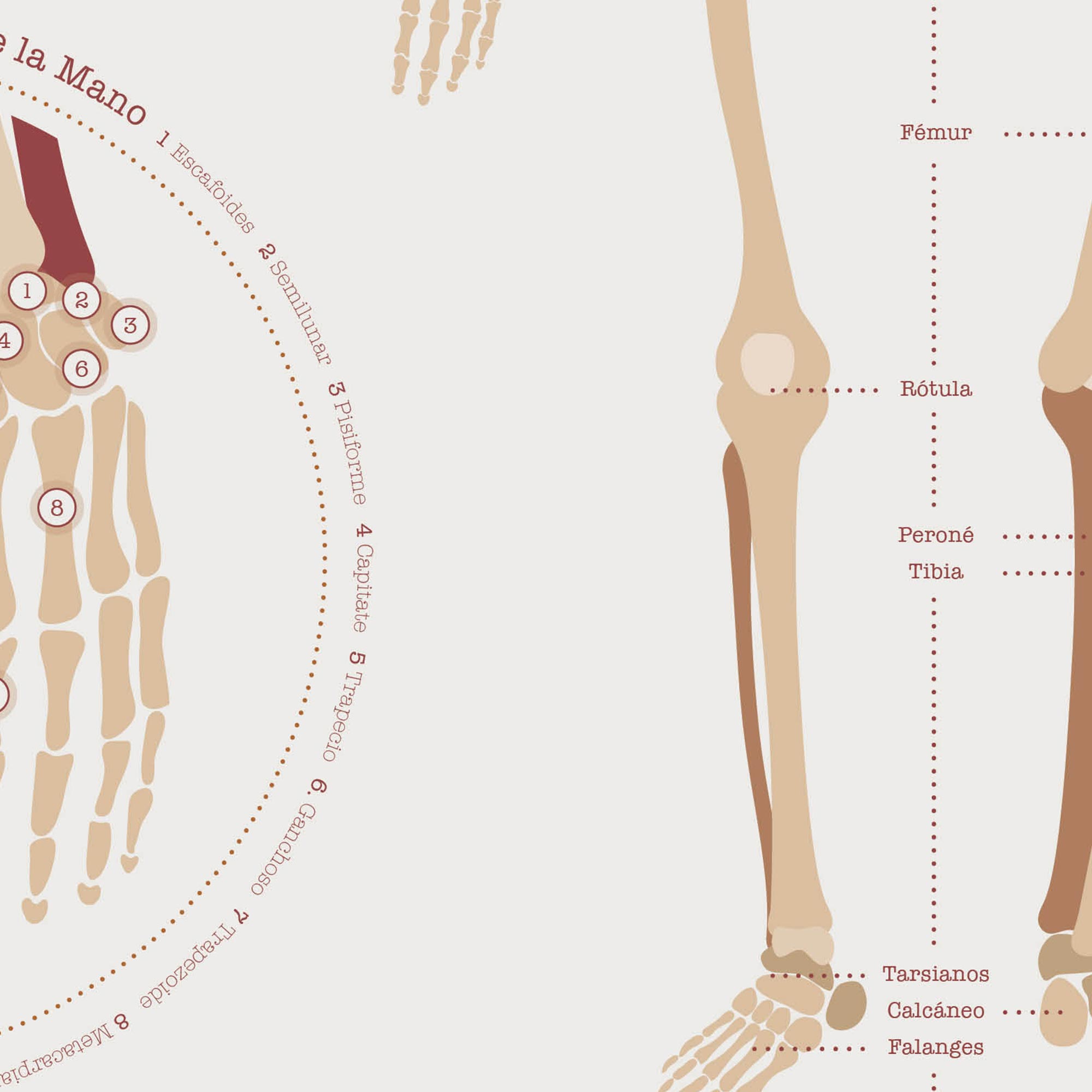 El Sistema Esquelético » educare.design