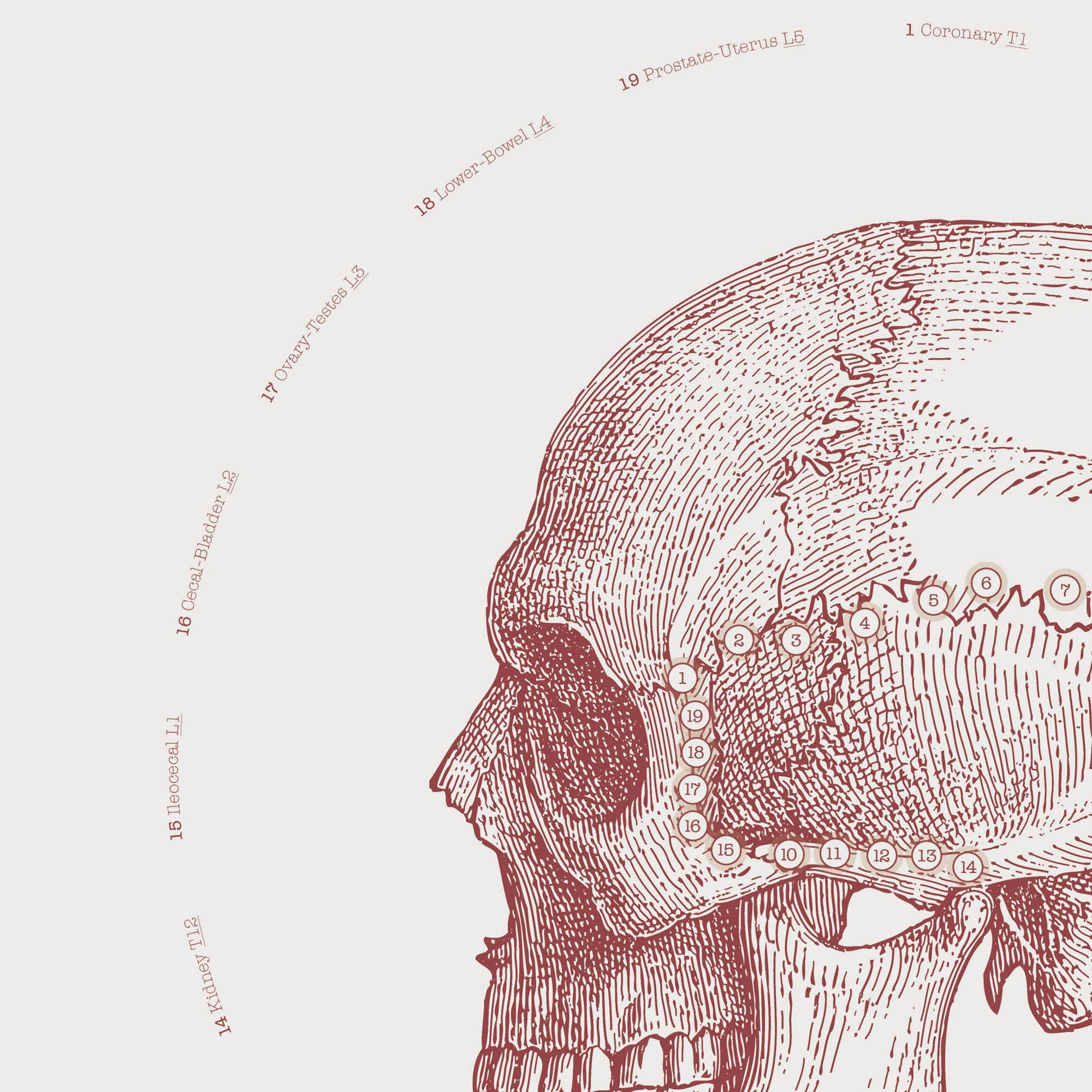 The TS-Line » educare.design