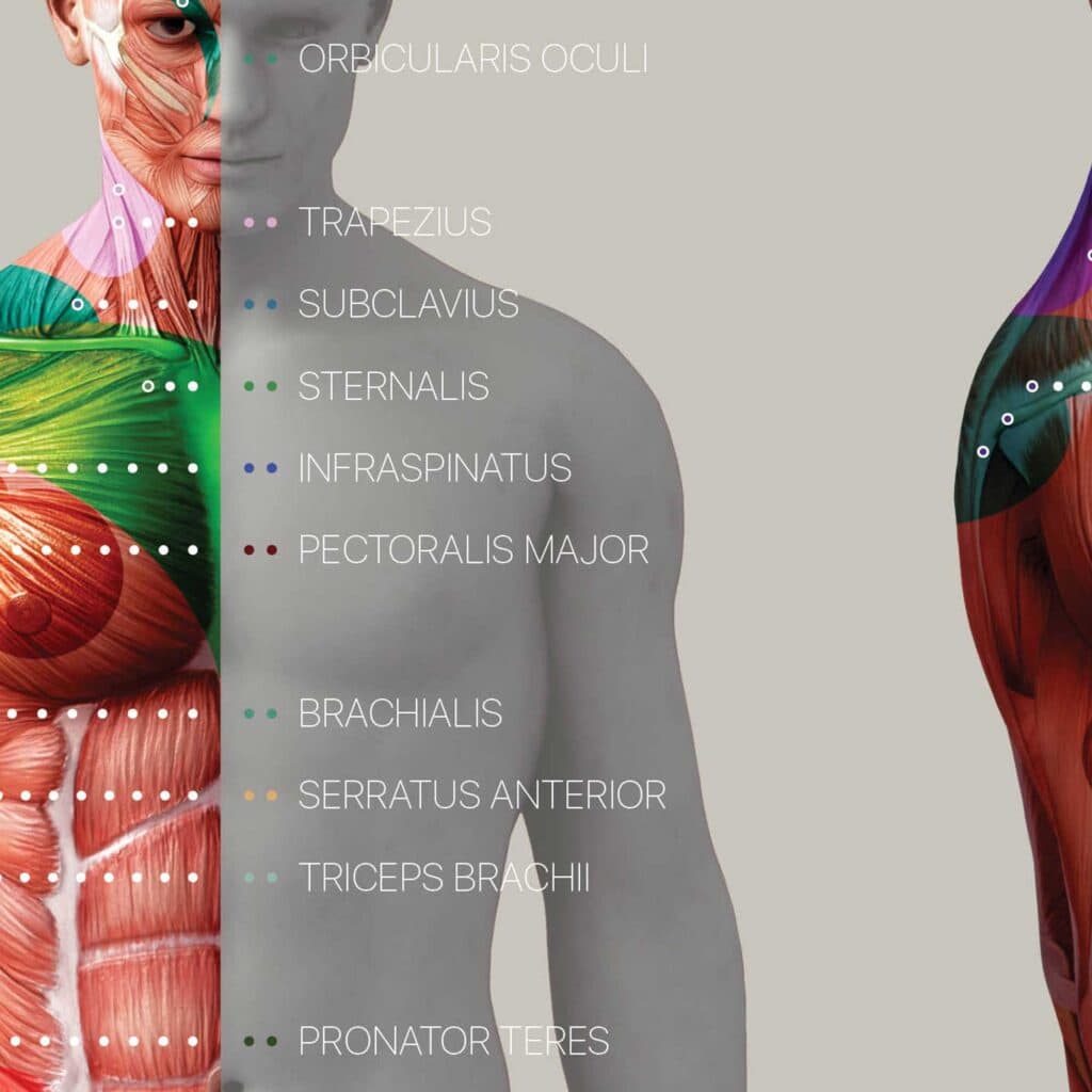 Myofascial Trigger Points Set » educare.design