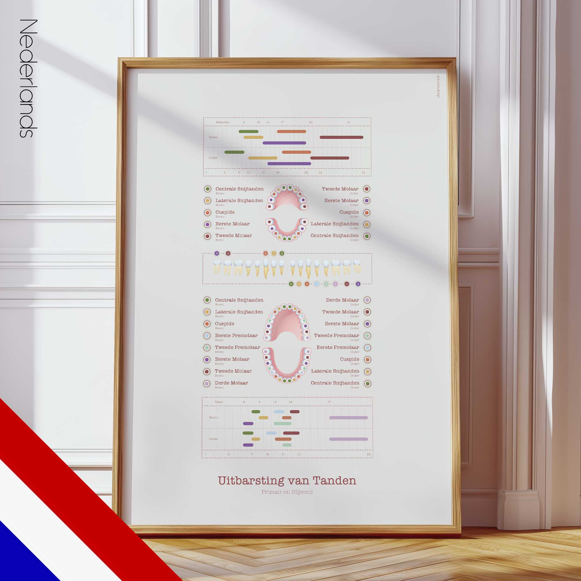 Teeth Eruption Chart — Preview