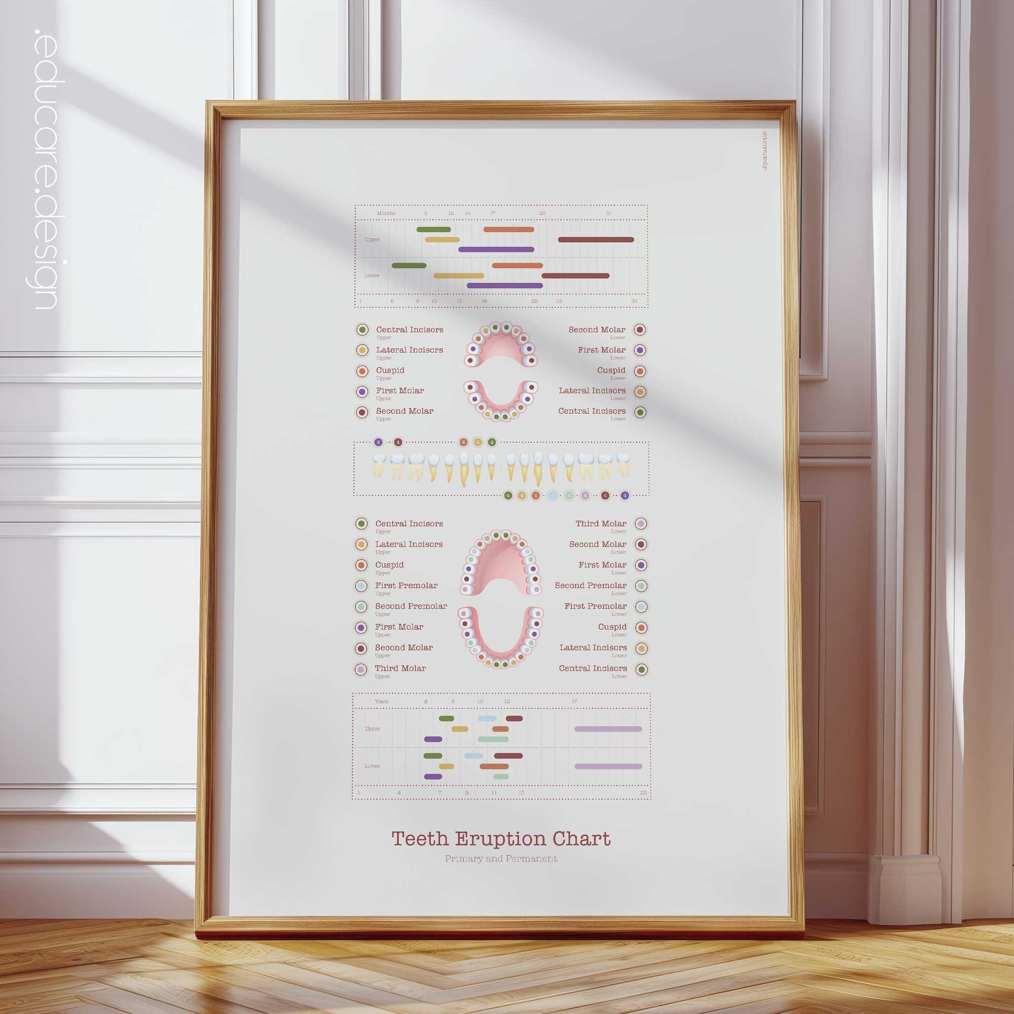 Teeth Eruption Chart — Preview