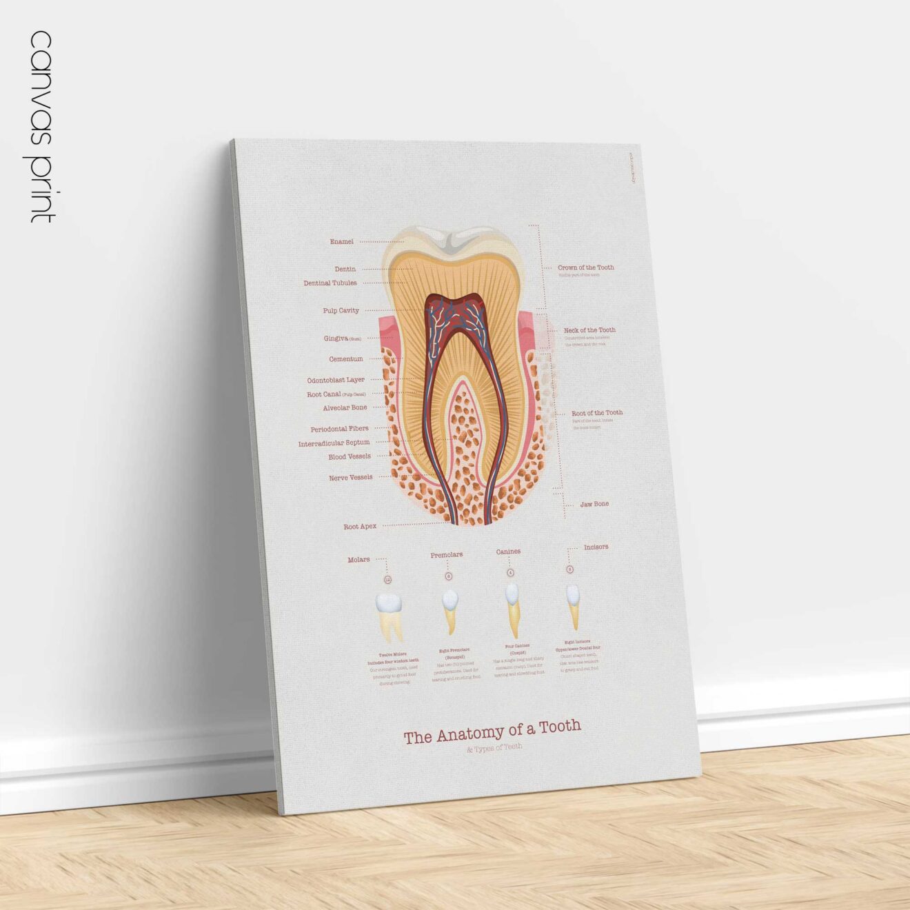 The Anatomy of a Tooth » educare.design