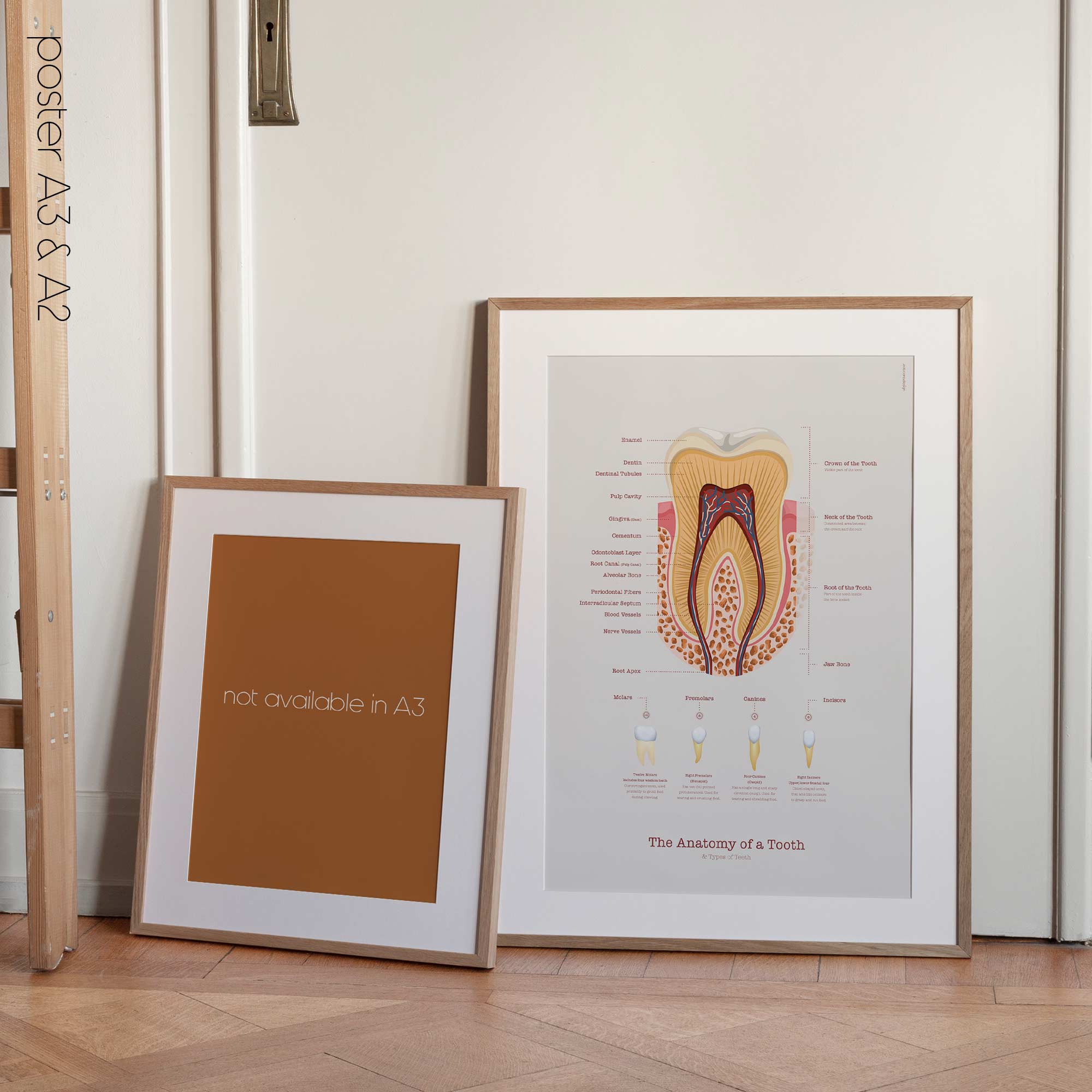 non A3 The Anatomy of a Tooth