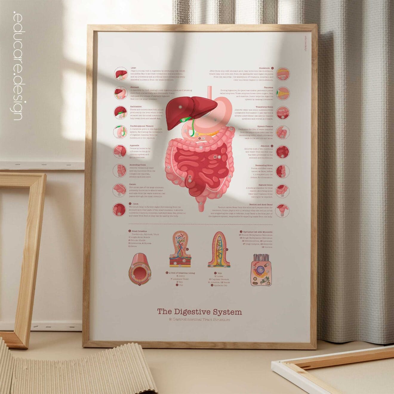 Digestive System & Gastrointestinal Tract Structure » educare.design