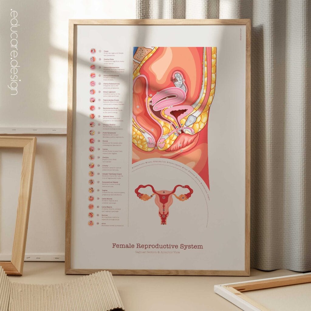 Female Reproductive System » educare.design