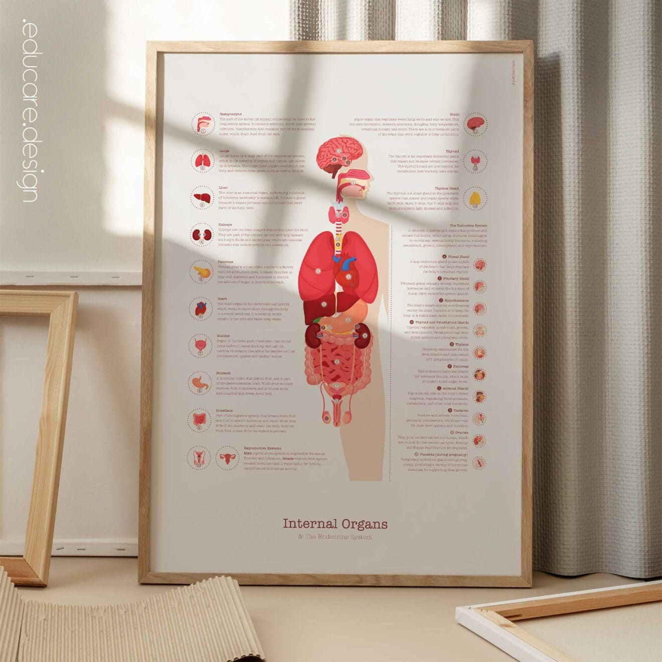 Internal Organs & Endocrine System » educare.design