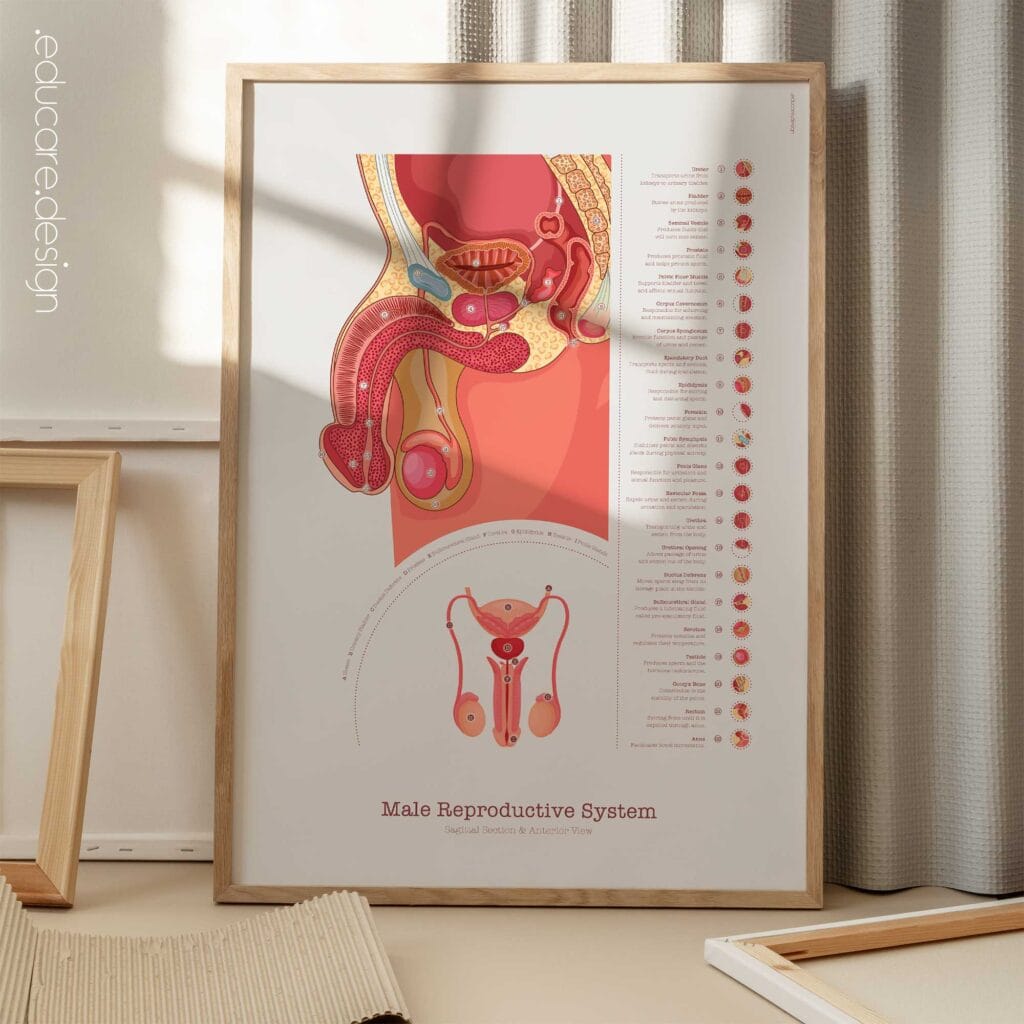 Male Reproductive System » educare.design