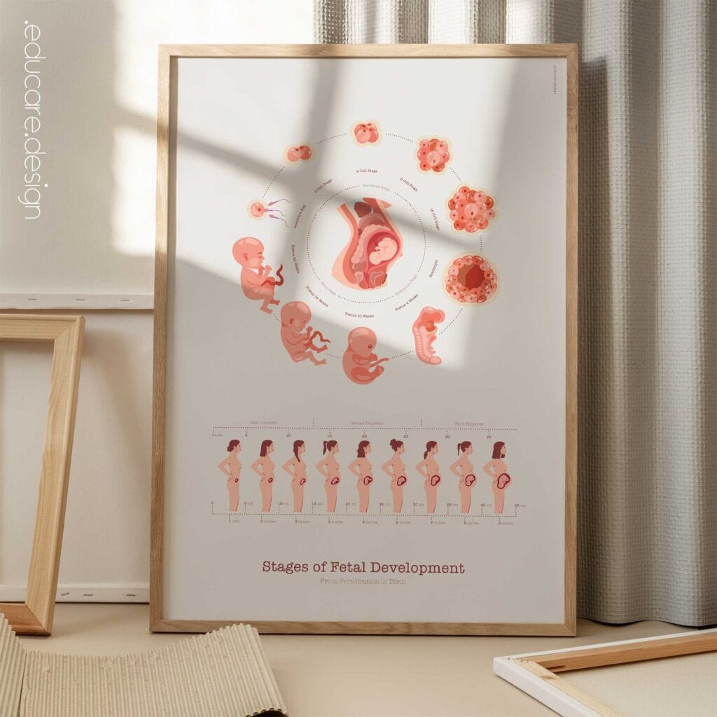 Stages of Fetal Development » educare.design