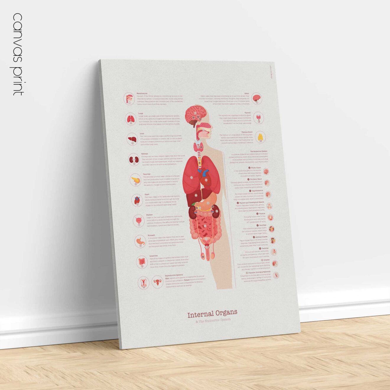 Internal Organs & Endocrine System » educare.design