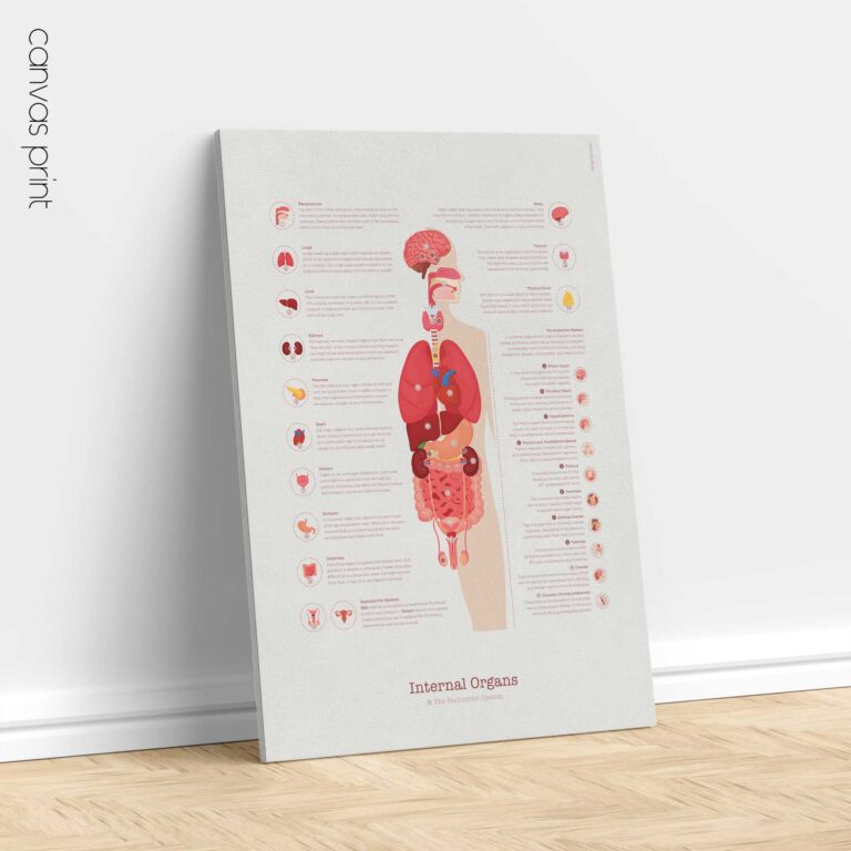 Internal Organs & Endocrine System » educare.design