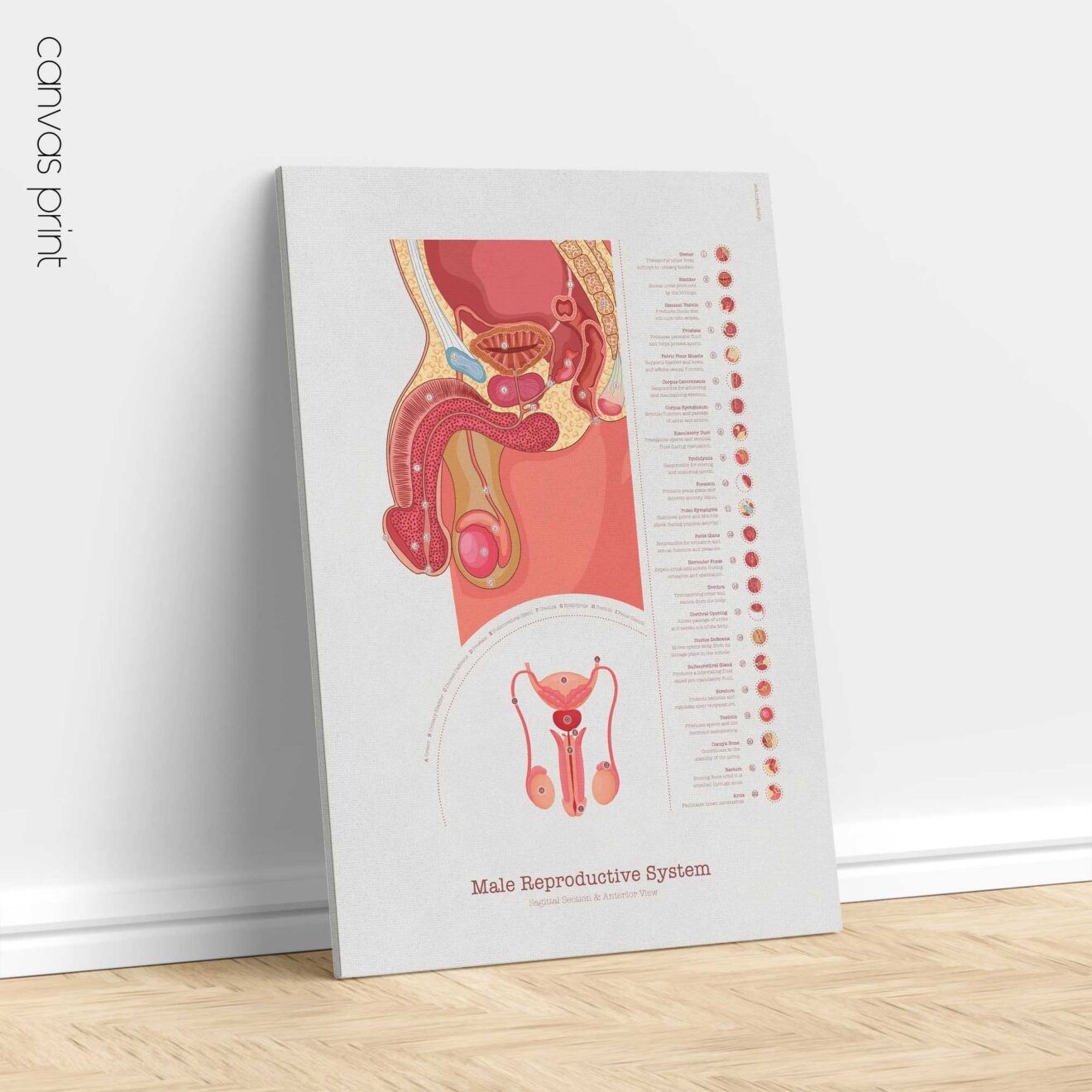 Male Reproductive System » educare.design