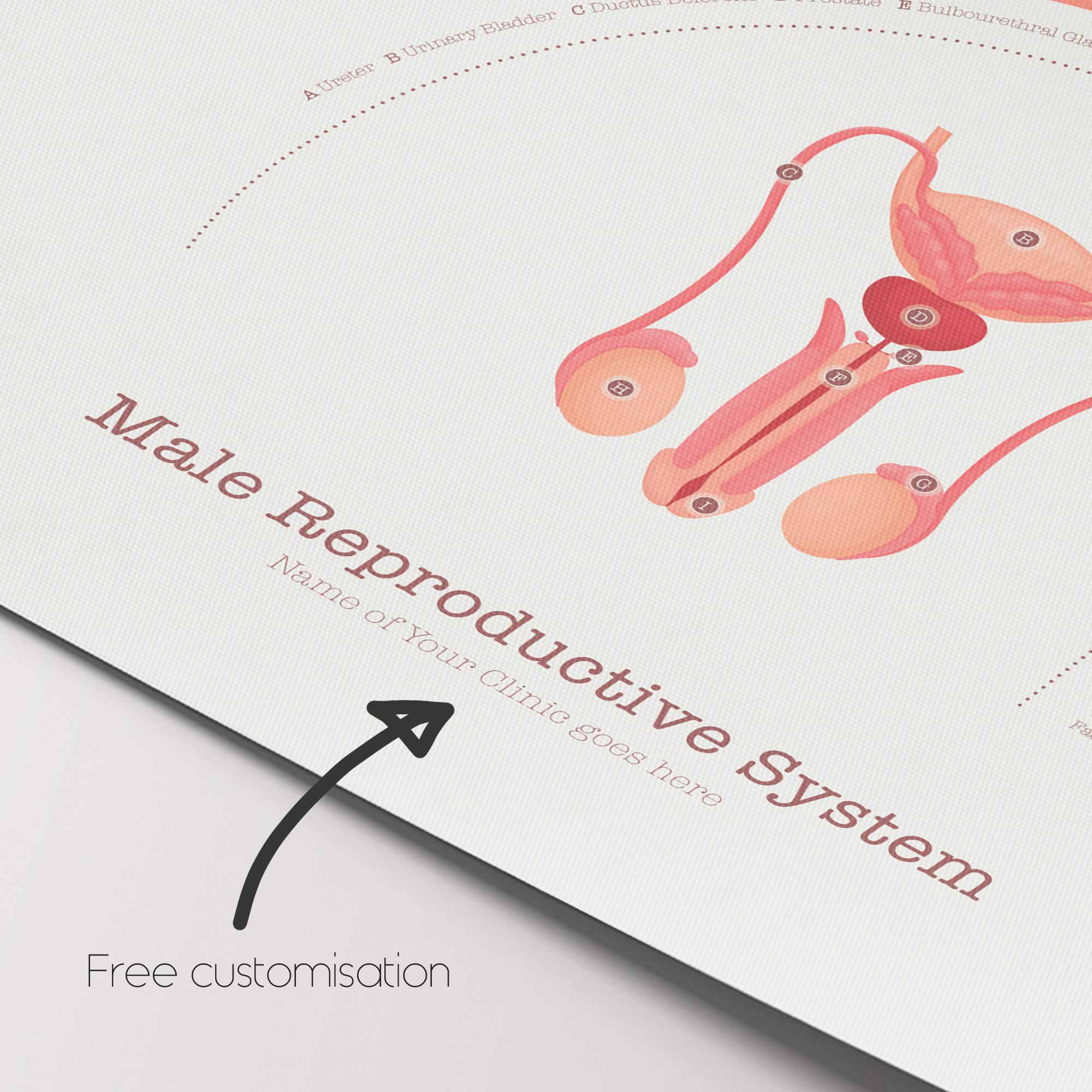 Male Reproductive System — Preview