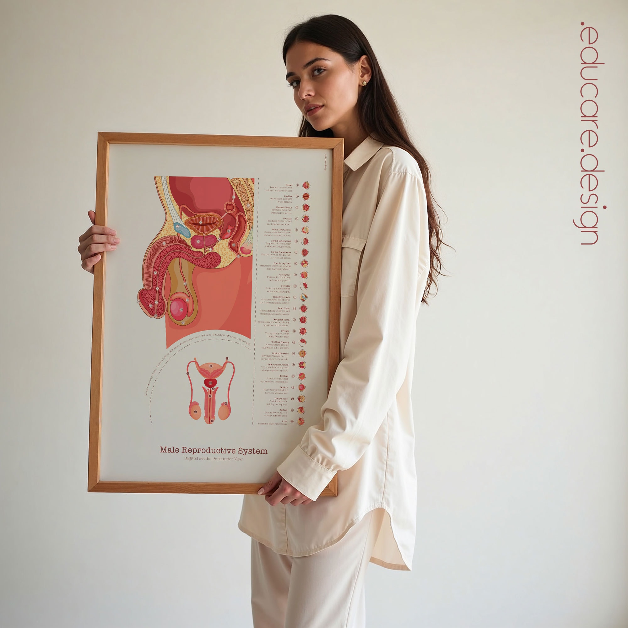 Male Reproductive System — Preview