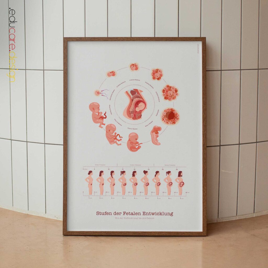 Stages of Fetal Development » educare.design