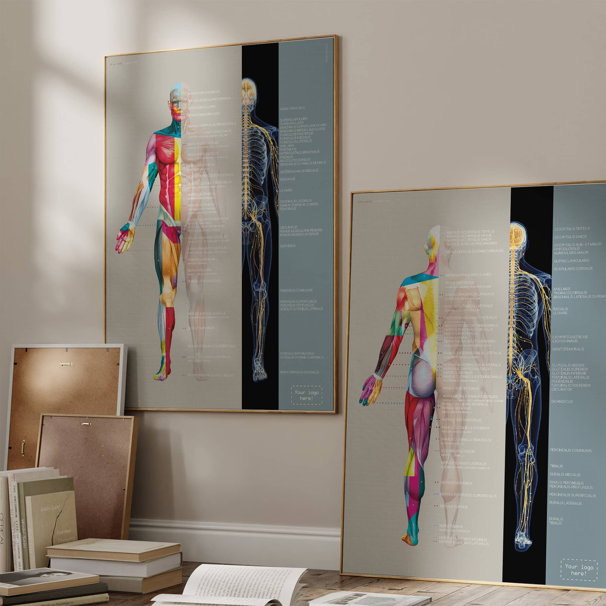 Spinal Nerves Chart Set latin — Preview
