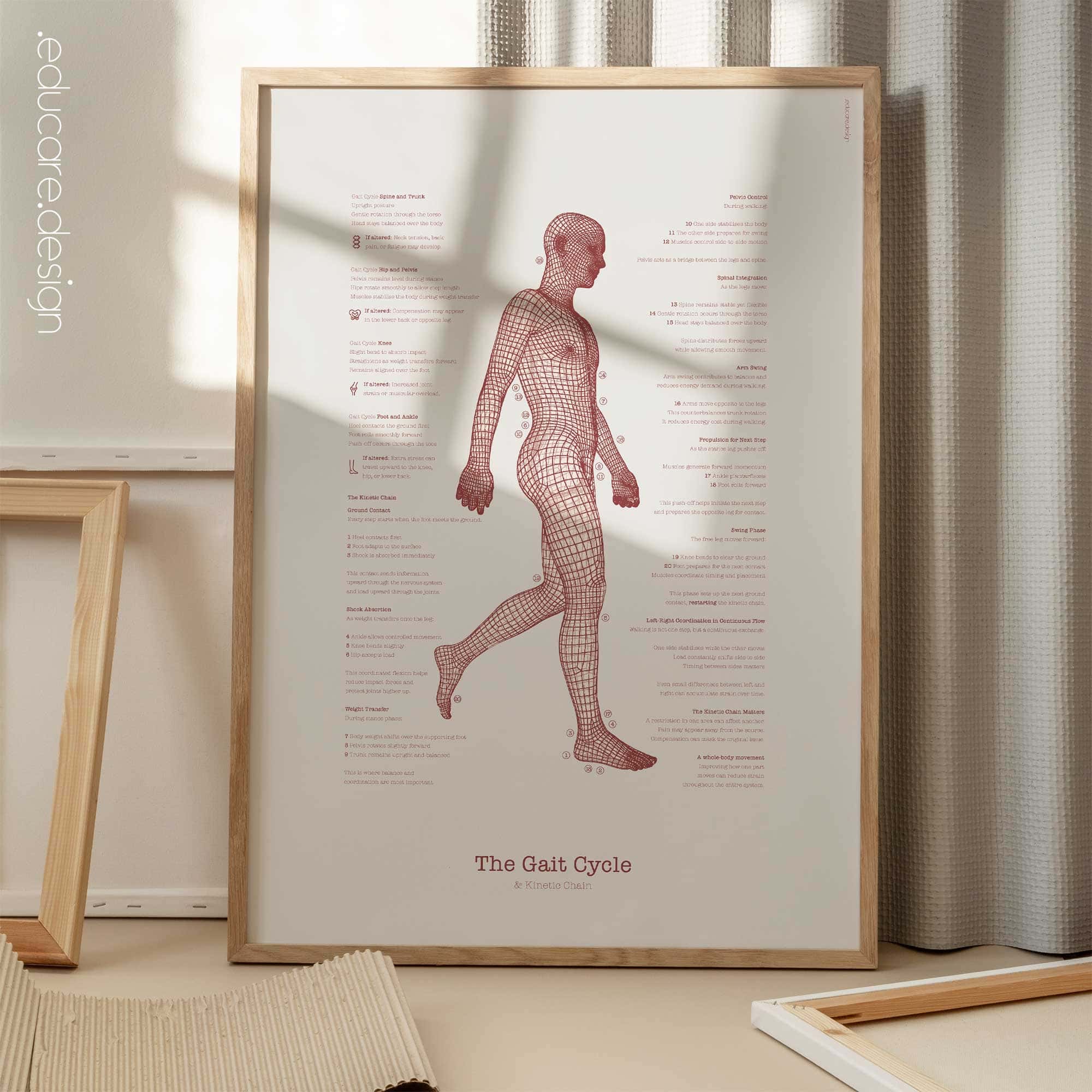 01 The Gait Cycle and Kinetic Chain